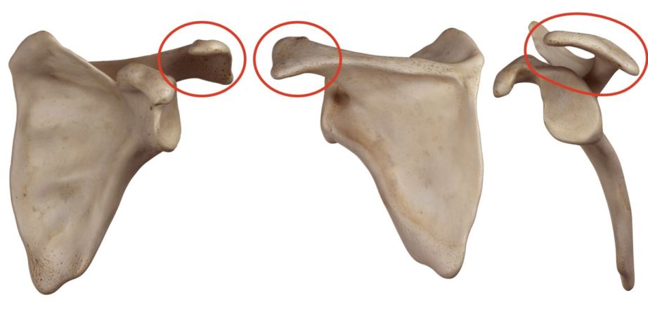 Acromion: anatomia e funzioni - Project inVictus