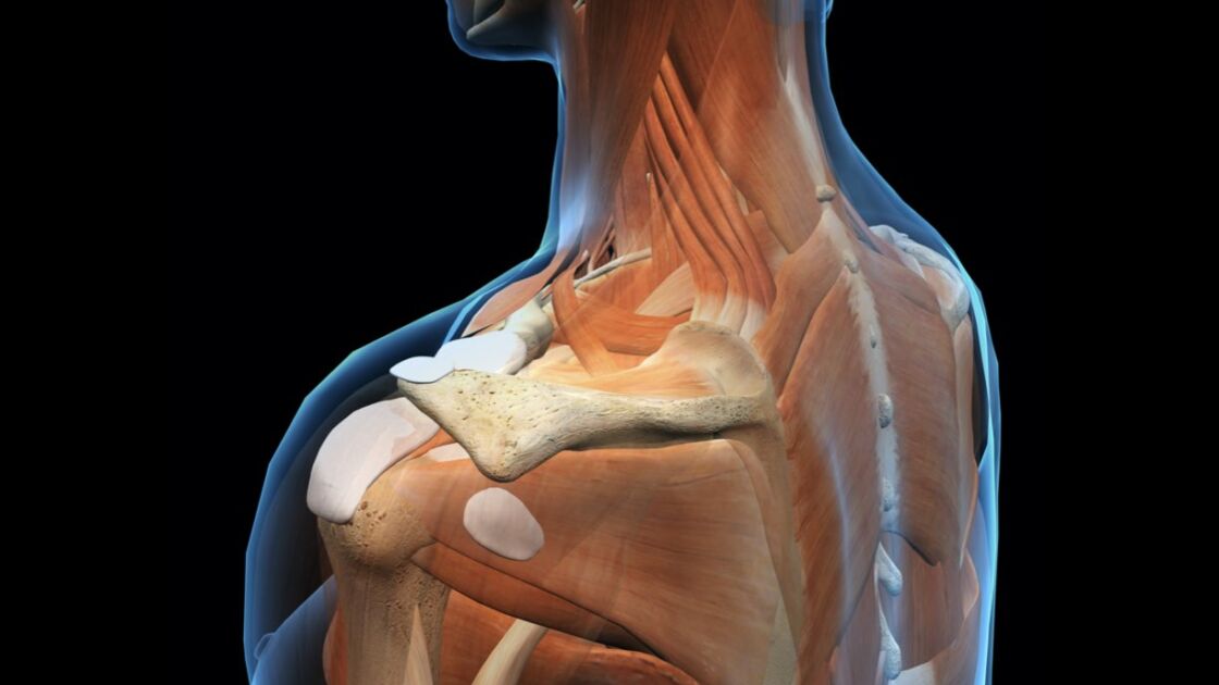 Acromion Anatomia E Funzioni Project Invictus