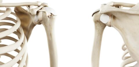 Acromion: anatomia e funzioni - Project inVictus