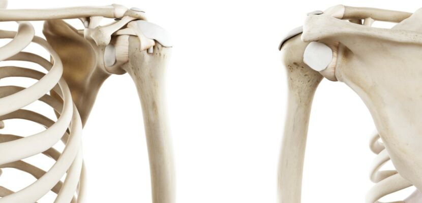 Acromion: anatomia e funzioni - Project inVictus