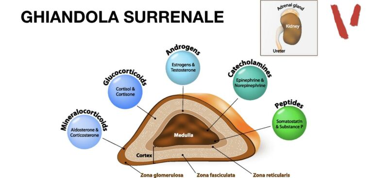 Catecolamine: biochimica e funzioni - Project inVictus