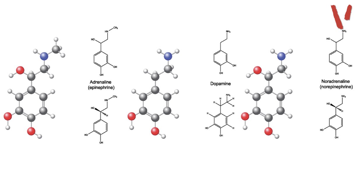 Catecolamine: biochimica e funzioni | Project inVictus