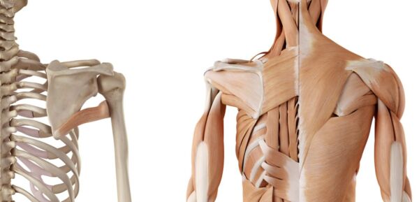 Muscolo grande rotondo: anatomia e funzioni - Project inVictus