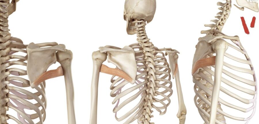 Muscolo grande rotondo: anatomia e funzioni - Project inVictus