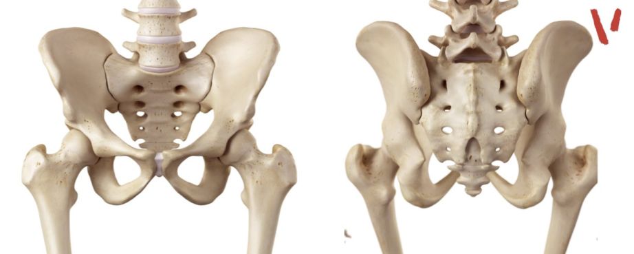 Bacino: anatomia e funzioni - Project inVictus