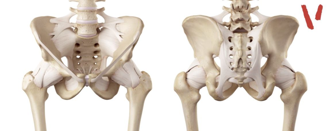 Il grande trocantere: anatomia e funzione - Project inVictus