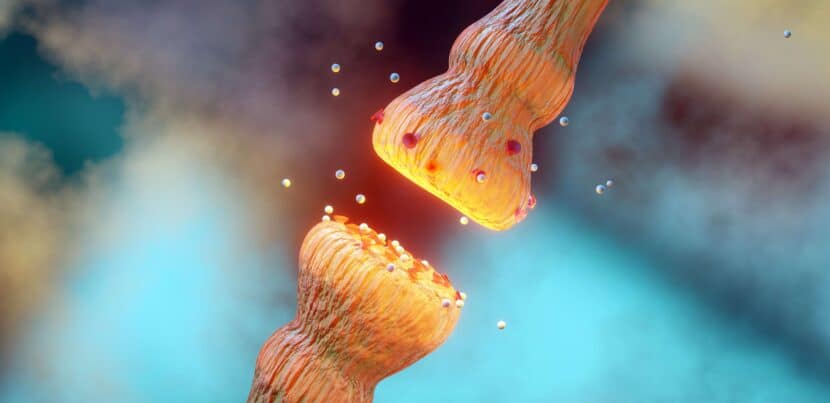 Catecolamine: sintesi e funzione - Project inVictus