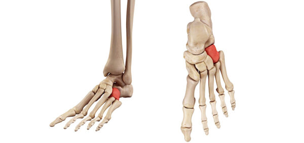 Piede: anatomia e funzioni - Project inVictus