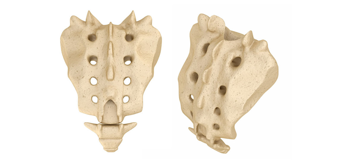 Bacino: anatomia e funzioni - Project inVictus