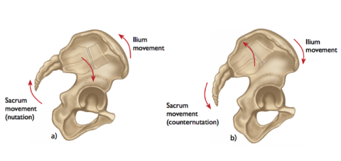 Bacino: anatomia e funzioni - Project inVictus