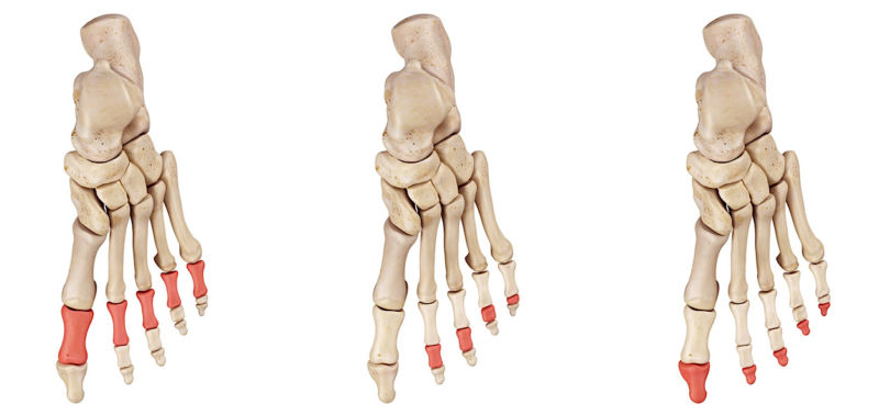 Piede: anatomia e funzioni - Project inVictus