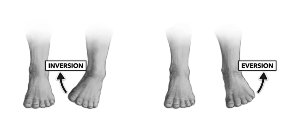Piede: anatomia e funzioni | Project inVictus