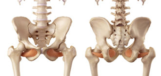 Otturatore esterno: anatomia, funzioni ed esercizi - Project inVictus