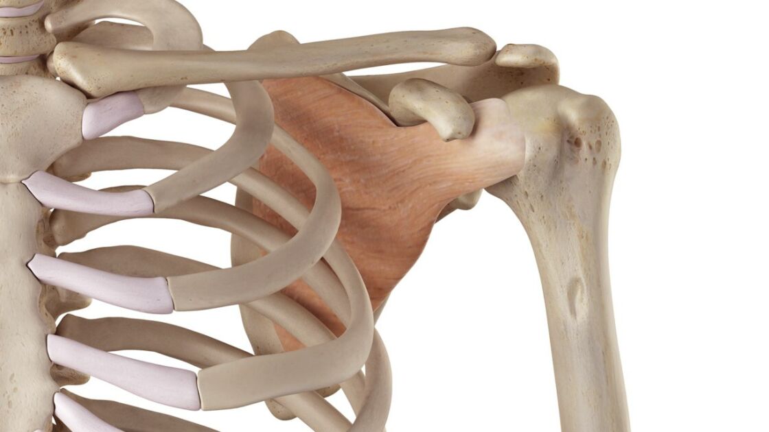 Acromion: anatomia e funzioni | Project inVictus