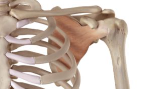 Muscolo grande rotondo: anatomia e funzioni | Project inVictus