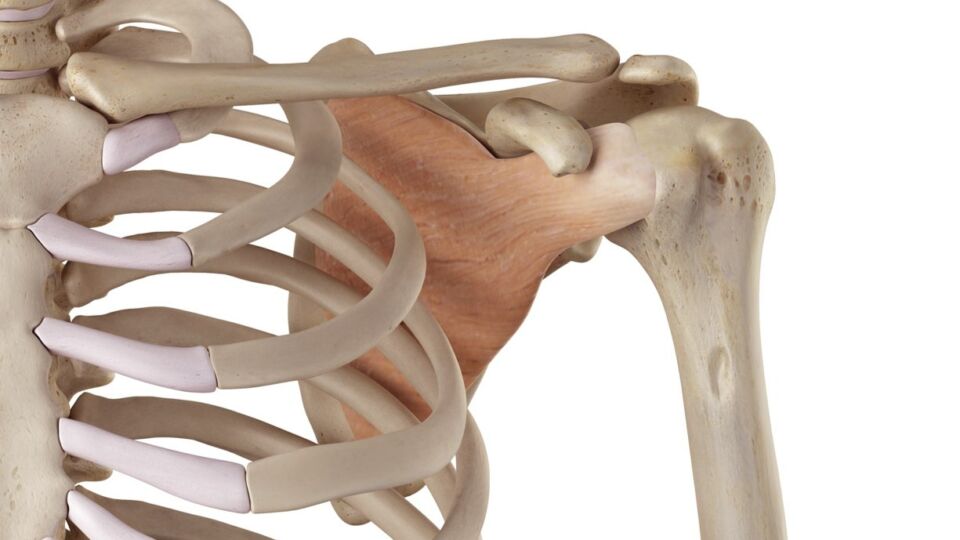 Rachide: cos’è e cosa comprende? | Project InVictus