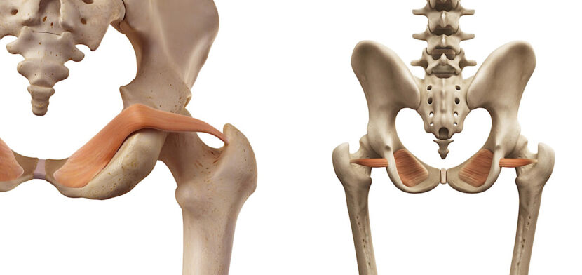 Otturatore interno: anatomia, funzioni ed esercizi - Project inVictus