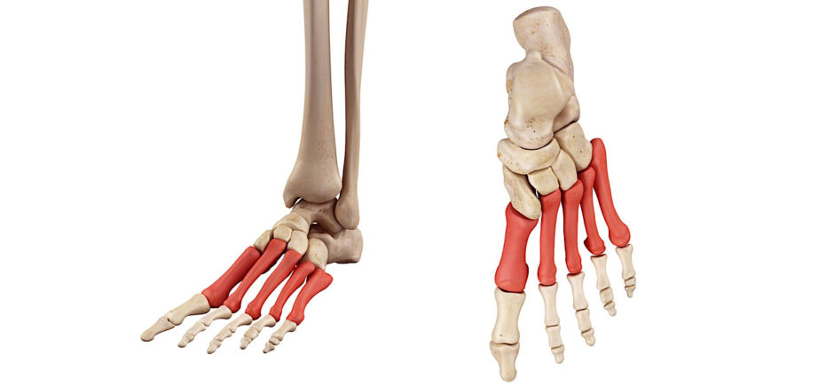 Piede: anatomia e funzioni - Project inVictus