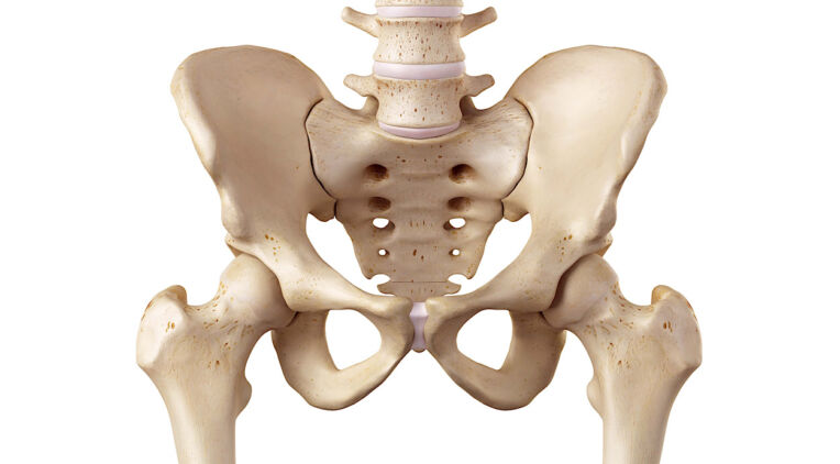 Bacino: anatomia e funzioni - Project inVictus