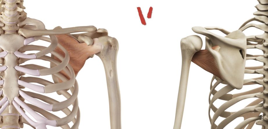 Il muscolo sottoscapolare - Project inVictus