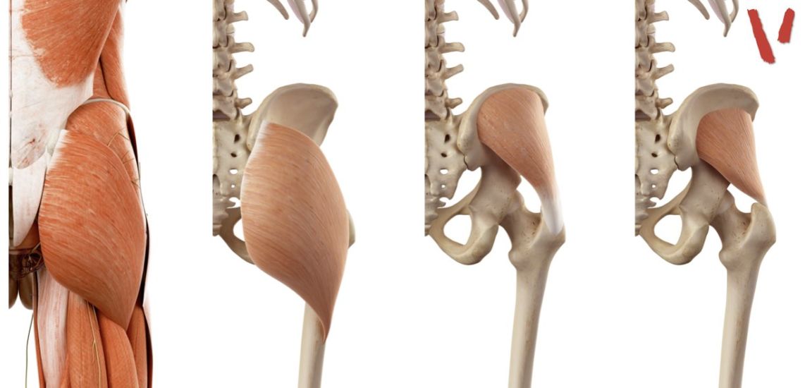 Glutei perfetti e sodi: dall’anatomia agli esercizi - Project inVictus