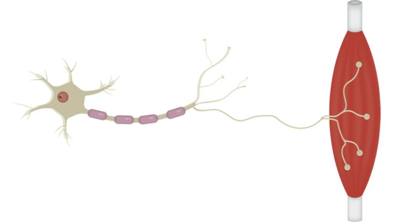 Il motoneurone - Project inVictus