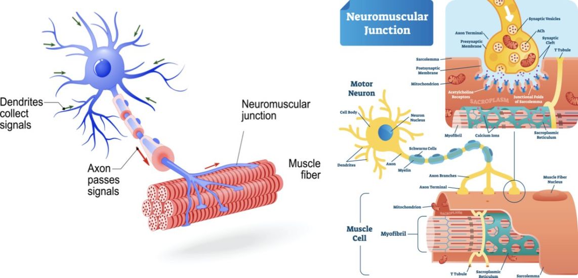 Il motoneurone - Project inVictus