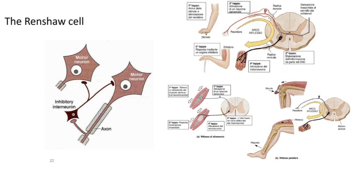 Il motoneurone - Project inVictus