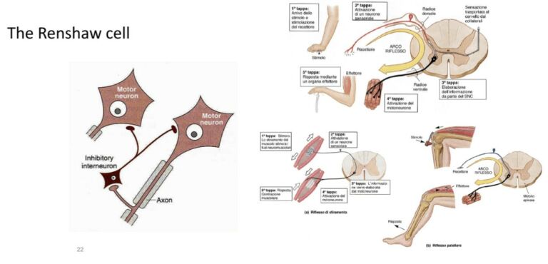 Il motoneurone - Project inVictus