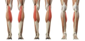 Gastrocnemio: anatomia, funzione ed esercizi in palestra - Project inVictus