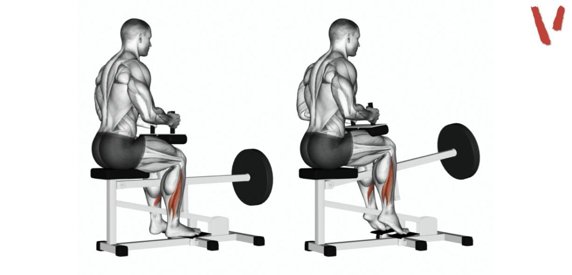 Muscolo soleo: anatomia, funzione, esercizi - Project inVictus