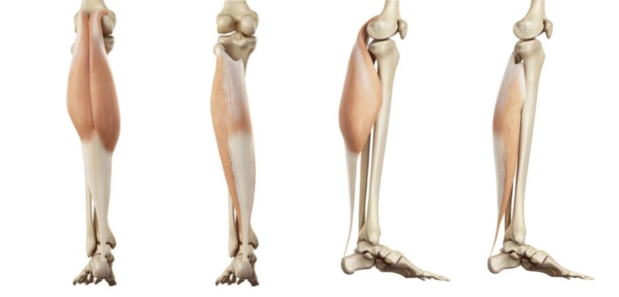 Gastrocnemio: anatomia, funzione ed esercizi in palestra - Project inVictus