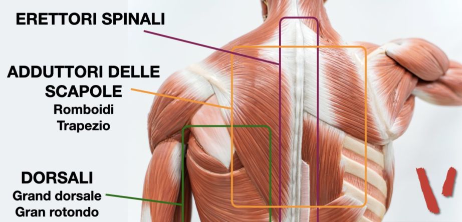 Esercizi dorsali: quali scegliere - Project inVictus