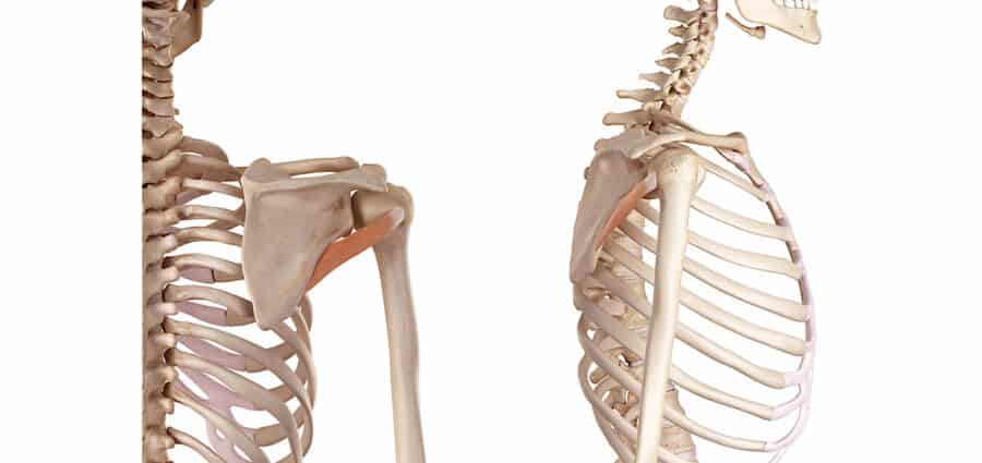 Cuffia dei rotatori: anatomia, funzioni ed esercizi - Project inVictus