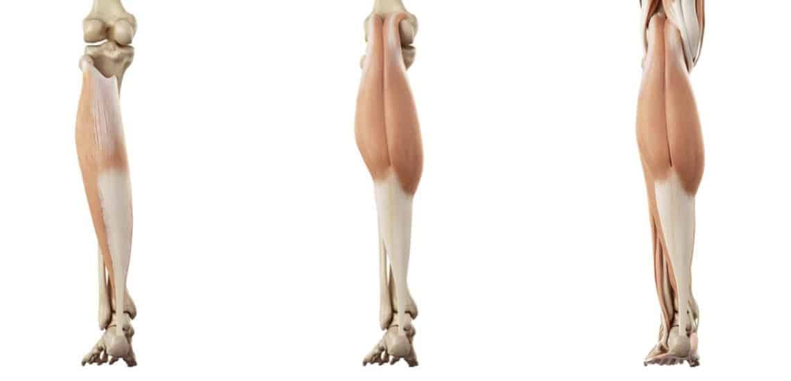 Muscolo soleo: anatomia, funzione, esercizi - Project inVictus