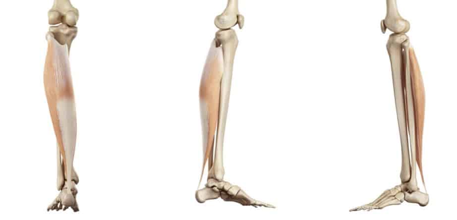 Muscolo soleo: anatomia, funzione, esercizi - Project inVictus