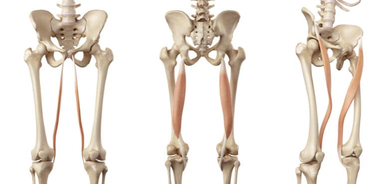 Muscolo gracile: anatomia e funzione - Project inVictus