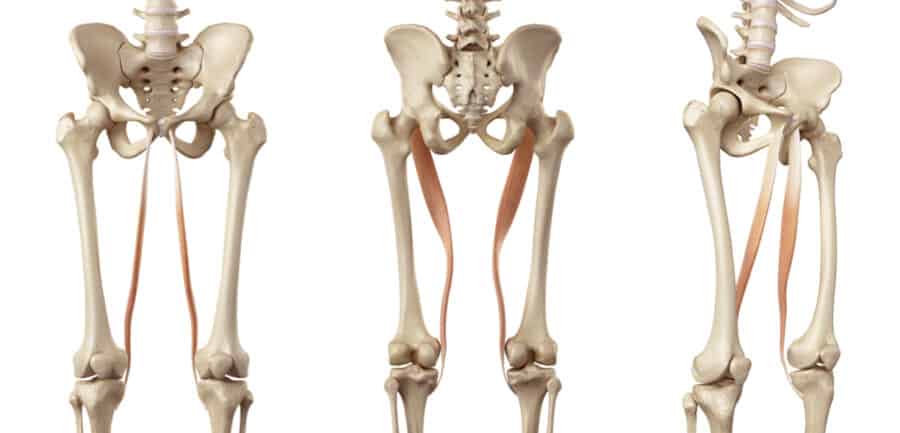 Muscolo gracile: anatomia e funzione - Project inVictus