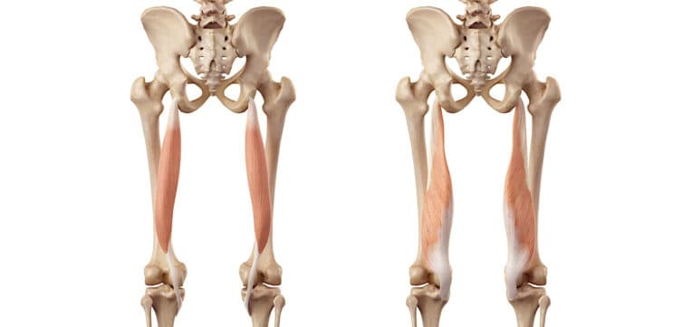 Hamstring: anatomia, funzioni ed esercizi efficaci - Project inVictus