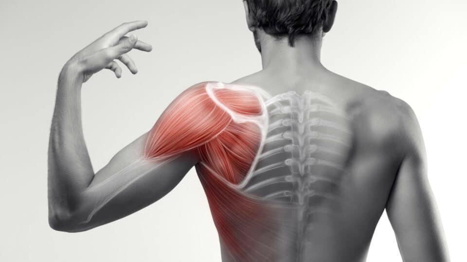 Muscoli ischiocrurali: anatomia, esercizi e stretching | Project inVictus