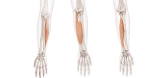 Muscoli dell’avambraccio: anatomia e funzioni - Project inVictus