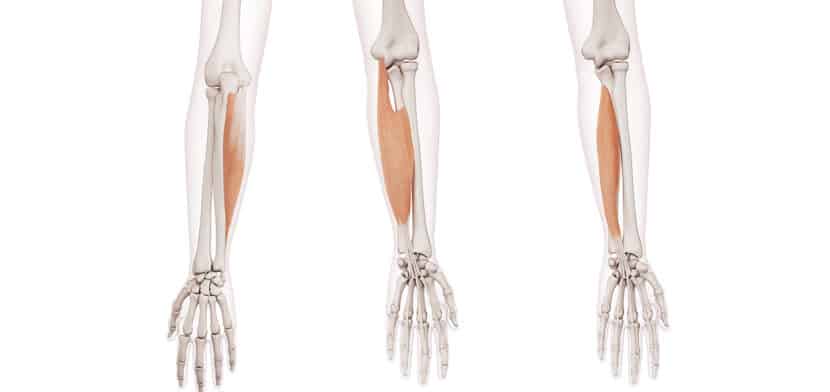 Muscoli dell’avambraccio: anatomia e funzioni - Project inVictus