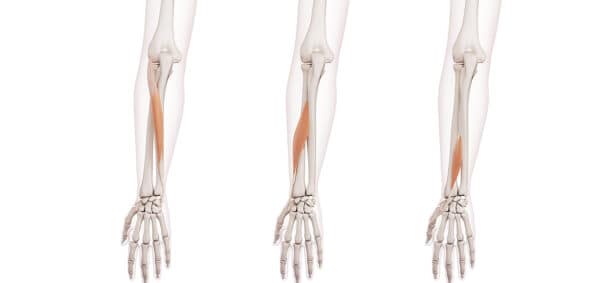 Muscoli dell’avambraccio: anatomia e funzioni - Project inVictus
