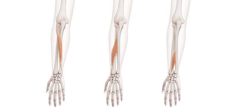 Muscoli dell’avambraccio: anatomia e funzioni - Project inVictus