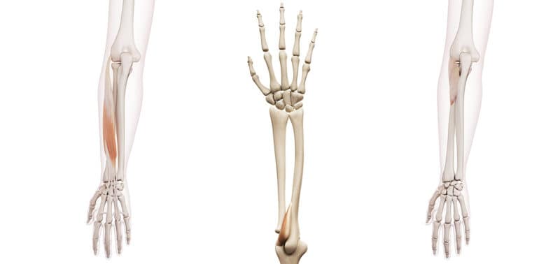 Muscoli dell’avambraccio: anatomia e funzioni - Project inVictus