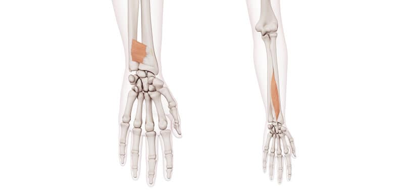 Muscoli dell’avambraccio: anatomia e funzioni - Project inVictus