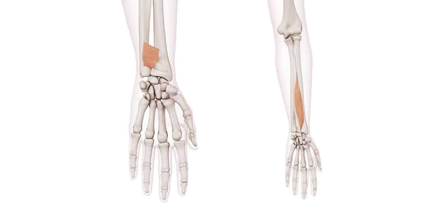 Muscoli dell’avambraccio: anatomia e funzioni - Project inVictus