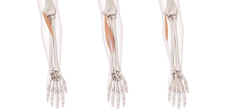 Muscoli dell’avambraccio: anatomia e funzioni - Project inVictus