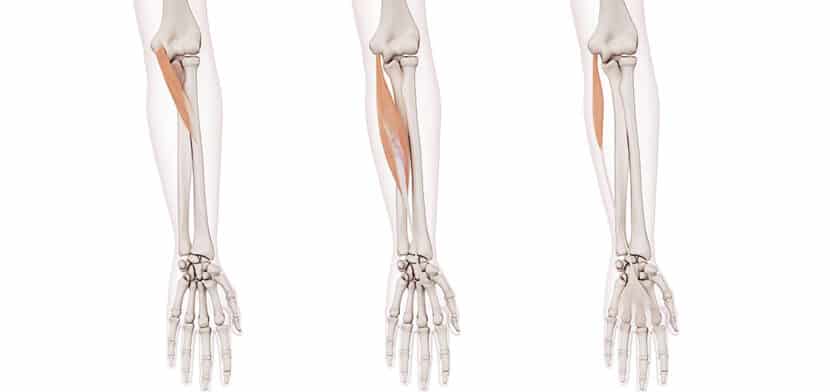 Muscoli dell’avambraccio: anatomia e funzioni - Project inVictus