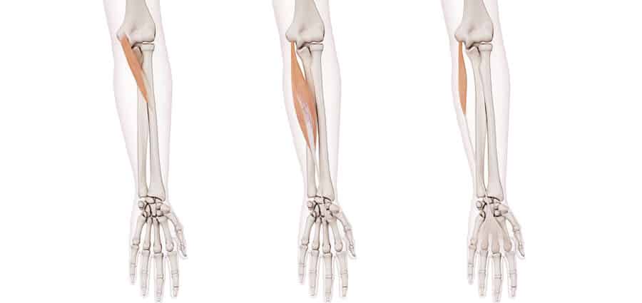 Muscoli dell’avambraccio: anatomia e funzioni - Project inVictus